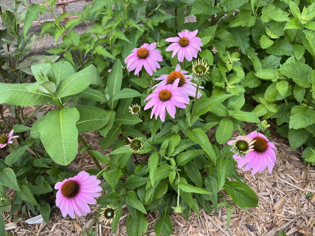 Keep it native: Native plants benefit local ecosystem - Herald-Standard